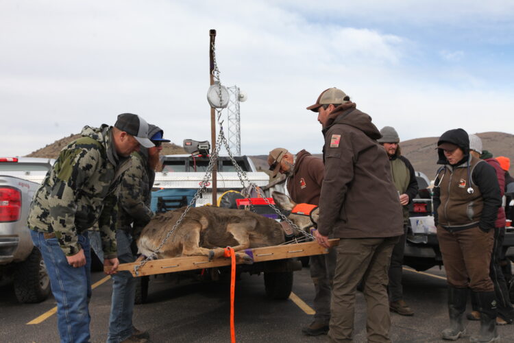 Utah sets record with 1,901 big game animals assessed, GPS collared ...